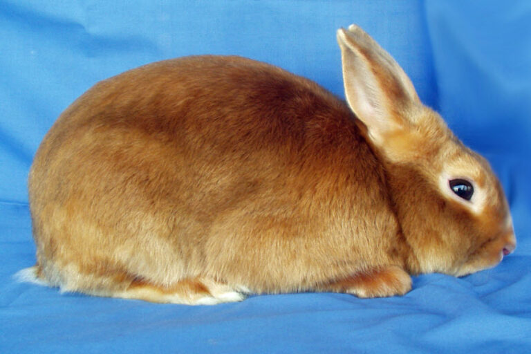 Mini Satin Rabbit: ULTIMATE Breed, Care, & Advice Guide