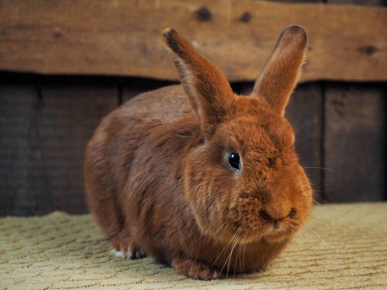 New Zealand Rabbit: ULTIMATE Breed, Care, & Advice Guide